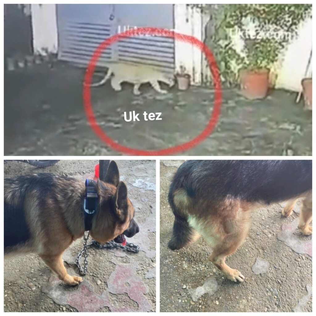 वीडियो देखें : डोईवाला के दूधली में गुलदार ने जर्मन शेपर्ड को मुँह में दबोचा - uktez.com