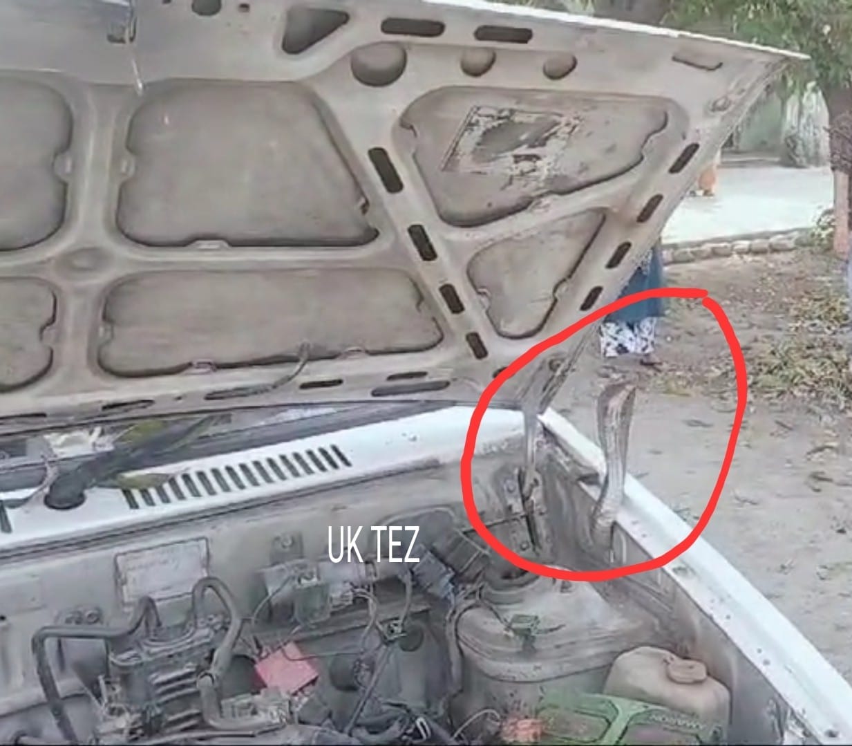 वीडियो देखें : डोईवाला में यहां एक व्यक्ति की कार में घुसा "कोबरा नाग" - uktez.com