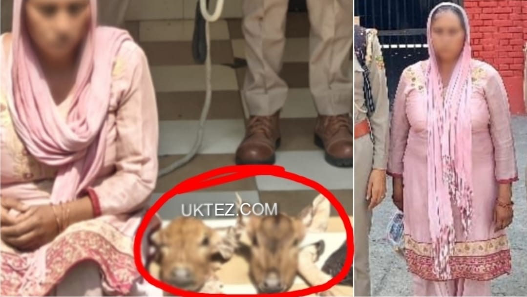 डोईवाला के गांव में सांभर के 2 कटे सिर के साथ मांस बरामद,एक महिला गिरफ्तार - uktez.com